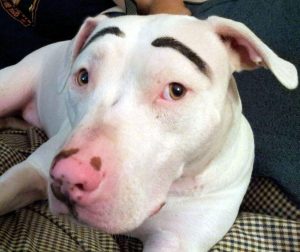 15 Hilarious Pictures Of Dogs With Eyebrows - ilovedogscute.com