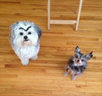 15 Hilarious Pictures Of Dogs With Eyebrows - ilovedogscute.com