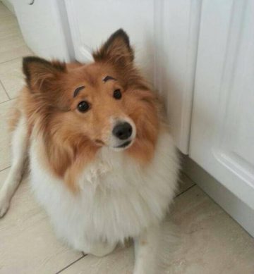 15 Hilarious Pictures Of Dogs With Eyebrows - ilovedogscute.com