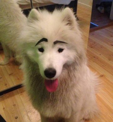 15 Hilarious Pictures Of Dogs With Eyebrows - ilovedogscute.com