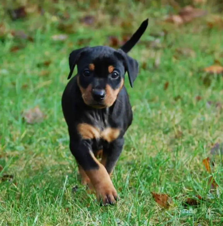 15 Photos Of German Pinscher Puppies That Will Melt Your Heart