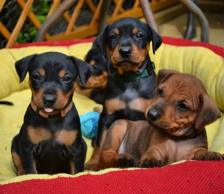 15 Photos Of German Pinscher Puppies That Will Melt Your Heart