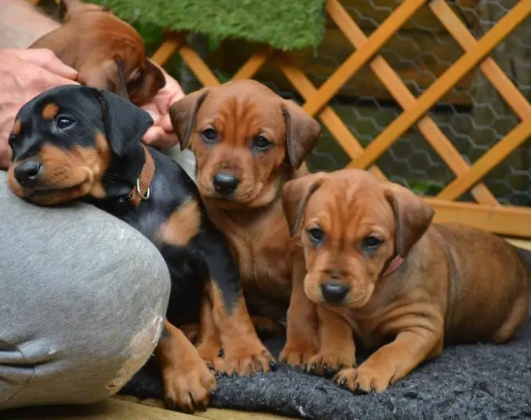 15 Photos Of German Pinscher Puppies That Will Melt Your Heart
