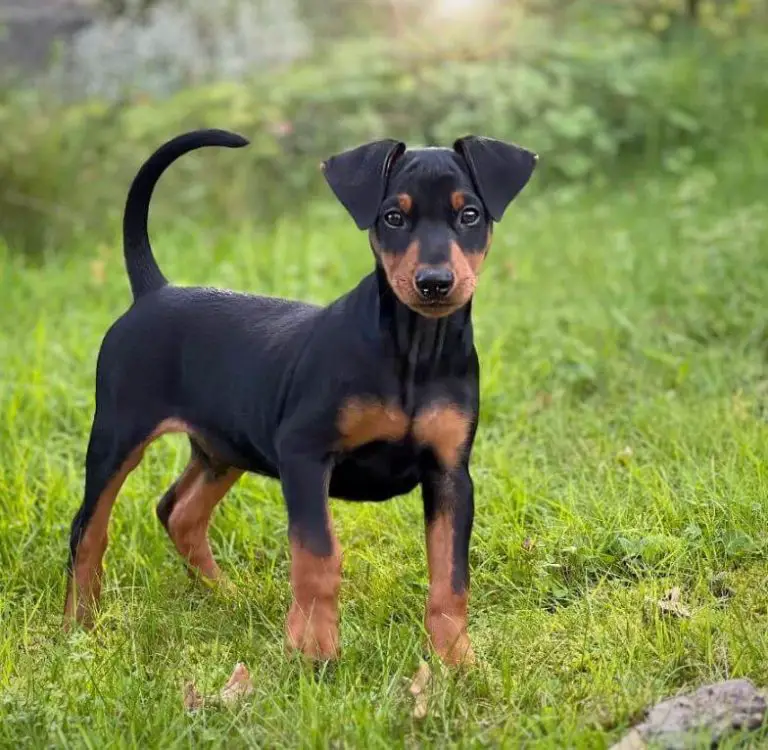 15 Photos Of German Pinscher Puppies That Will Melt Your Heart