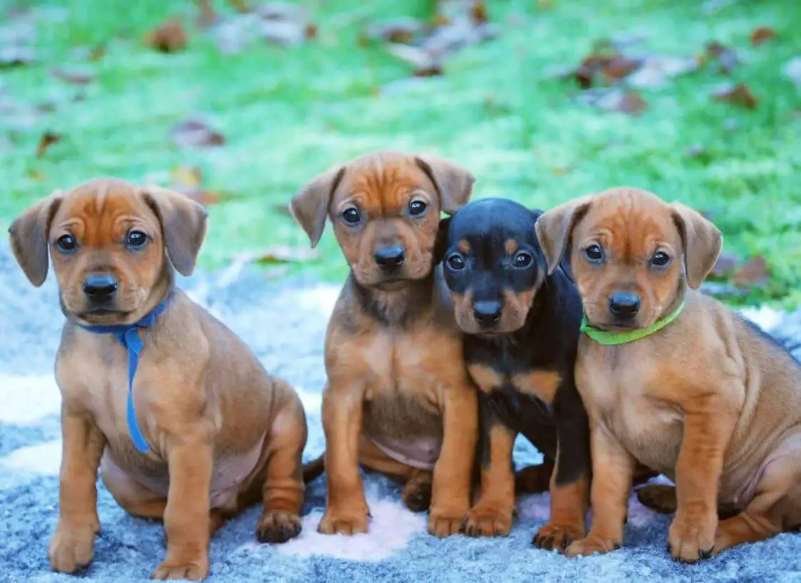 15 Photos Of German Pinscher Puppies That Will Melt Your Heart