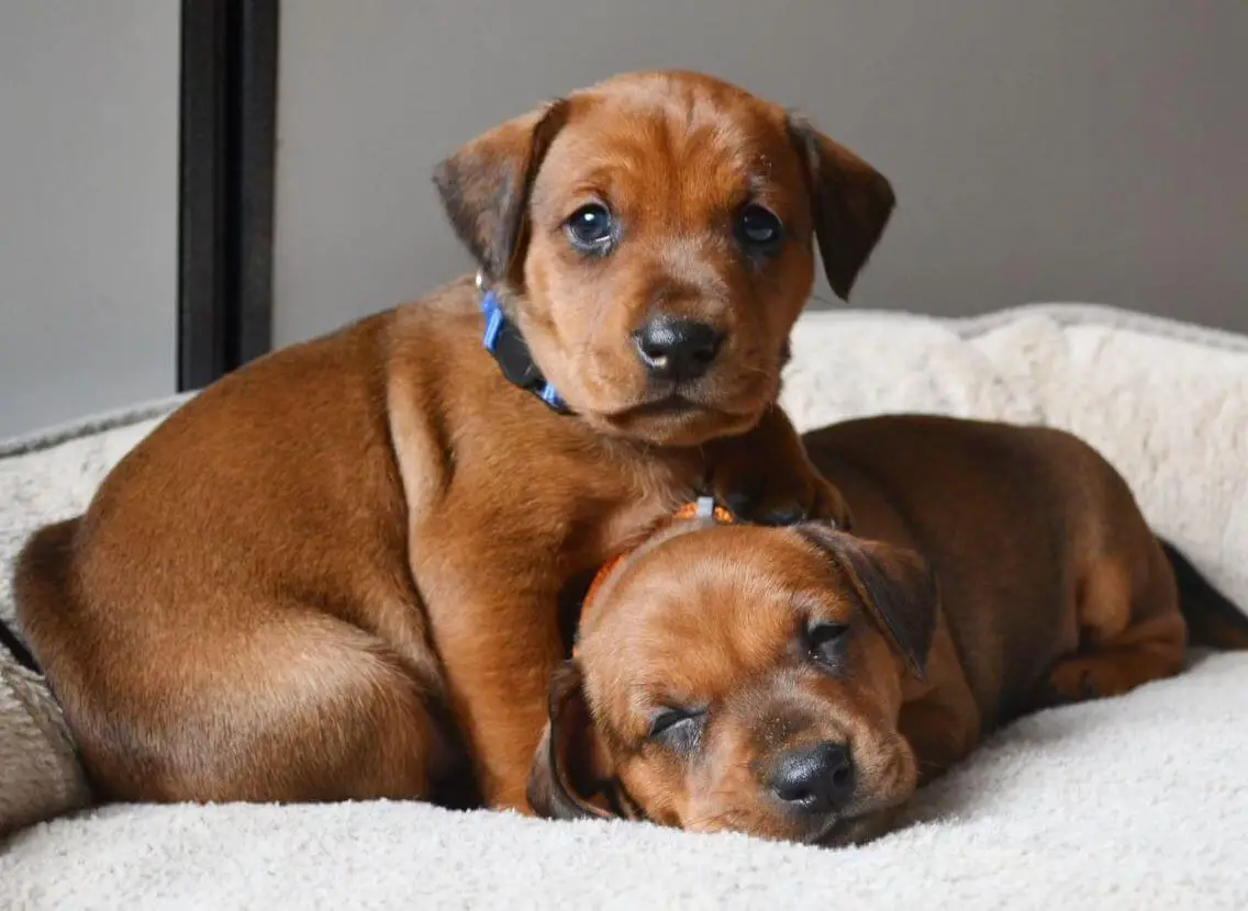 15 Photos Of German Pinscher Puppies That Will Melt Your Heart