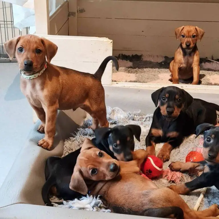 15 Photos Of German Pinscher Puppies That Will Melt Your Heart