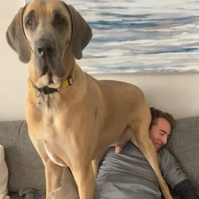 15 Funny Pictures Of Giant Great Danes With Lovely Gentle Souls