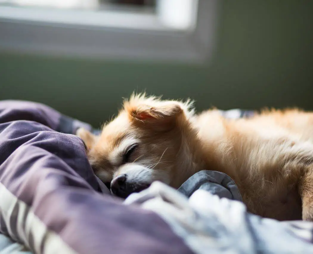 How Do Dogs Know It's Bedtime? - ilovedogscute.com
