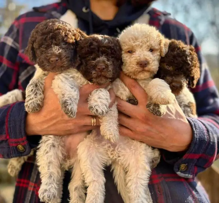 15 Photos Of Lagotto Romagnolo Puppies That Make Everyone Fall In Love