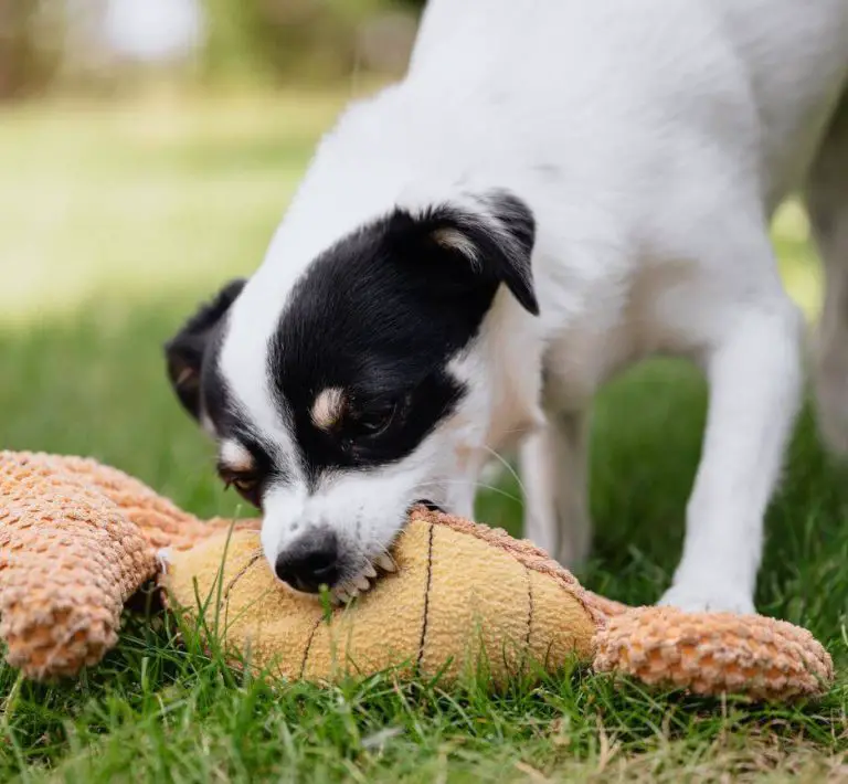 Reacting to a Dog Bite: A Comprehensive Guide for Dog Owners