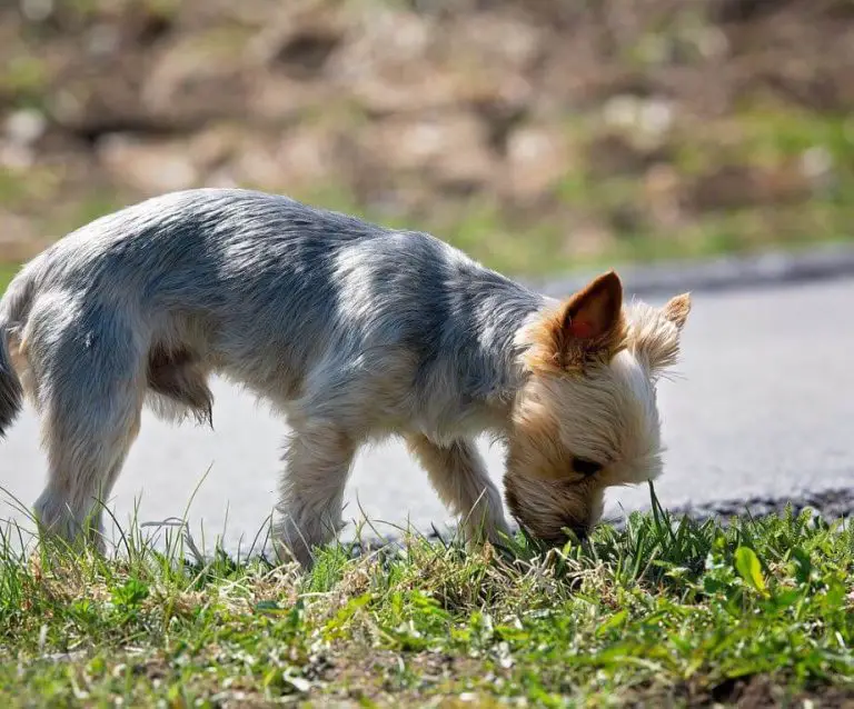 The Intriguing Reasons Why Dogs Sniff Before Pooping