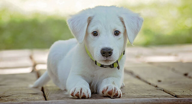 Understanding the Canine Memory System: Short-Term and Long-Term Memory ...