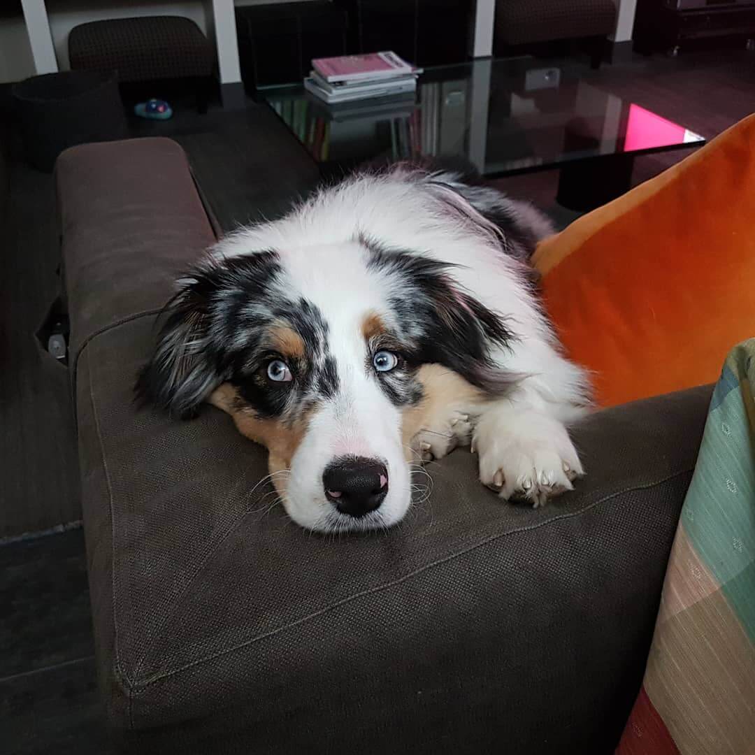 Australian Shepherds Are So Adorable 💖💘🐶 - Dog Videos