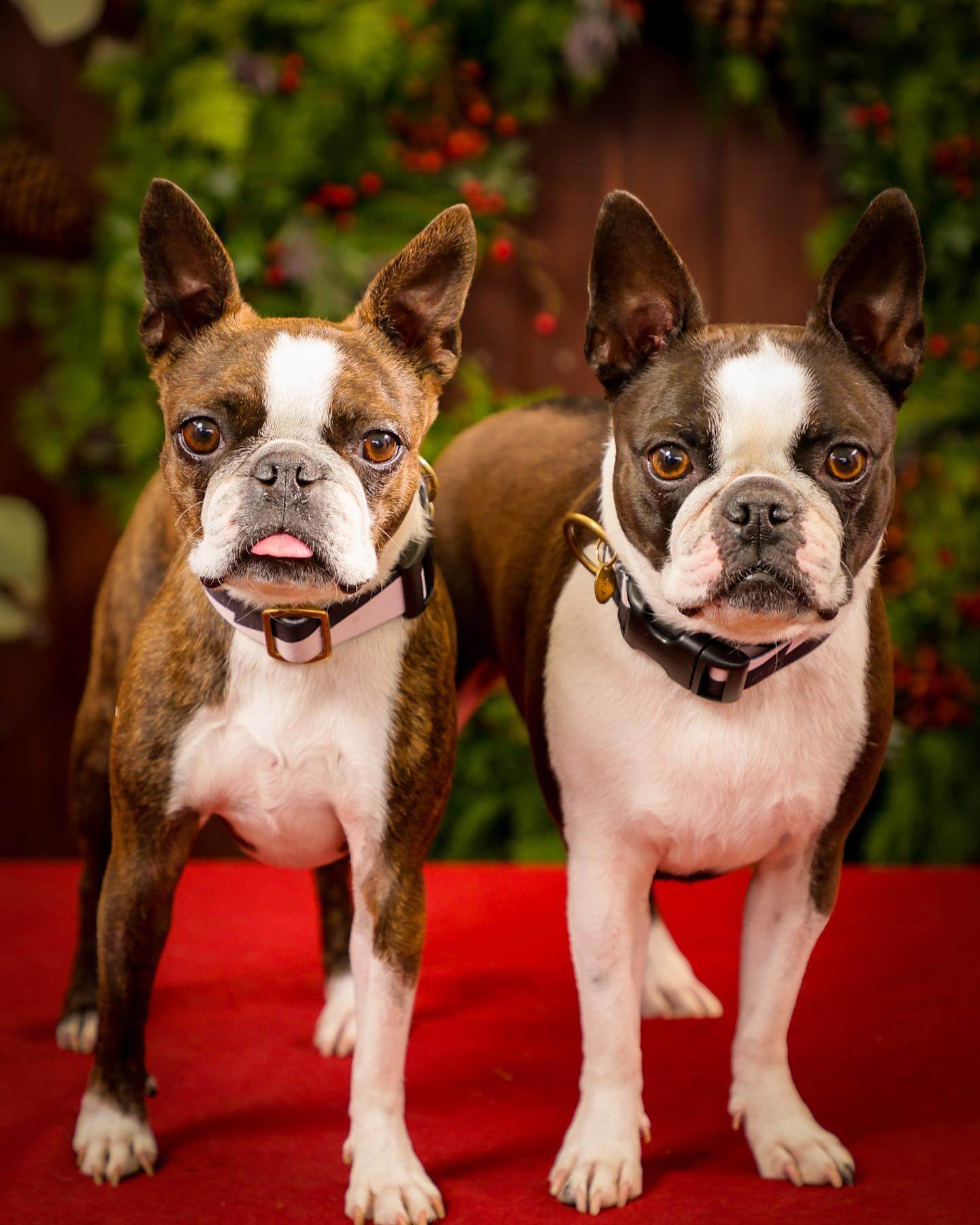 This Is Why I Love Boston Terriers 💖💘🐶 - Dog Videos