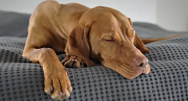 Why Do Dogs Look Sad When They Sleep? - ilovedogscute.com