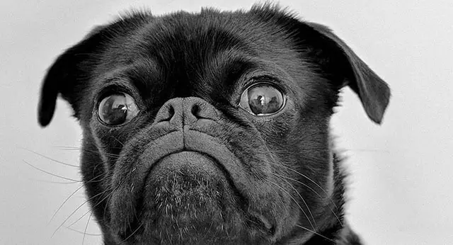 Why Do Dogs Press Their Heads Against Walls? - ilovedogscute.com