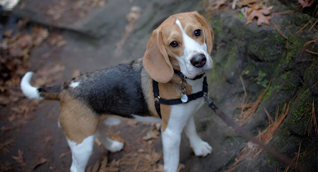 Why Do Dogs Sniff Human Private Areas? - ilovedogscute.com