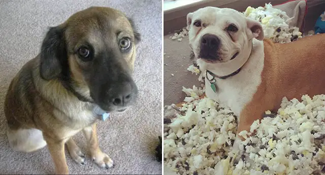 15 Funny Pictures of Guilty Dogs' Expressions - ilovedogscute.com