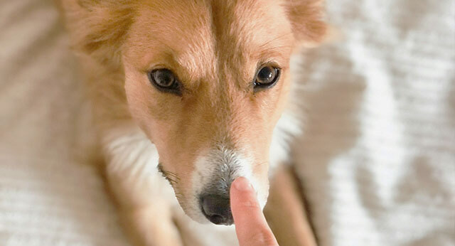 Do Dogs Like It When You Touch Their Nose? - ilovedogscute.com