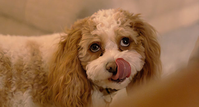 Do Dogs Worry About Their Owners? - ilovedogscute.com