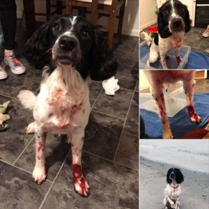 15 Funny Pictures of Guilty Dogs' Expressions - ilovedogscute.com