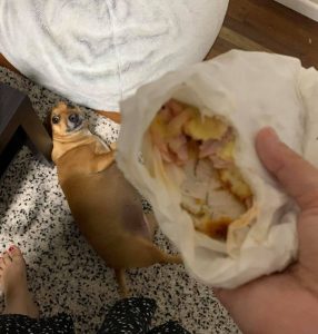 15 Funny Pictures of Guilty Dogs' Expressions - ilovedogscute.com
