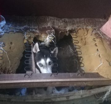 15 Funny Pictures of Guilty Dogs' Expressions - ilovedogscute.com