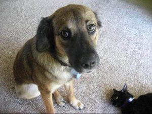 15 Funny Pictures of Guilty Dogs' Expressions - ilovedogscute.com