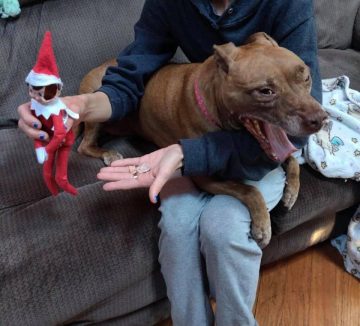 15 Funny Pictures of Guilty Dogs' Expressions - ilovedogscute.com