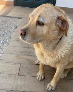 15 Funny Pictures of Guilty Dogs' Expressions - ilovedogscute.com