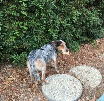 15 Funny Pictures of Guilty Dogs' Expressions - ilovedogscute.com