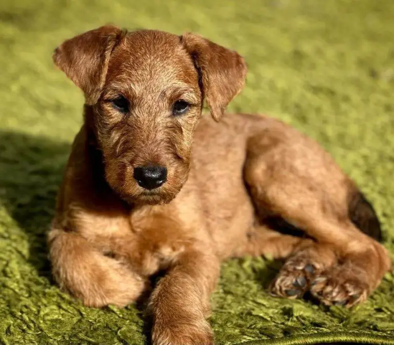 15 Photos Of Irish Terrier Puppies With Pure Beauty - ilovedogscute.com