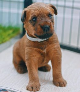 15 Photos Of Irish Terrier Puppies With Pure Beauty - ilovedogscute.com