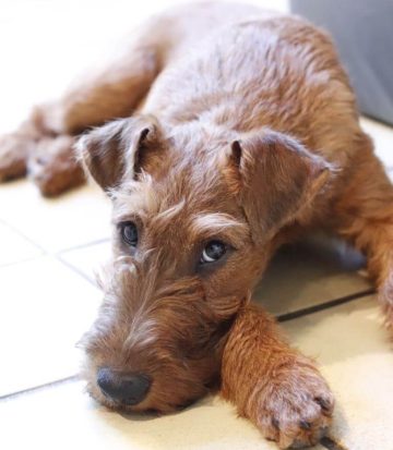 15 Photos Of Irish Terrier Puppies With Pure Beauty - ilovedogscute.com