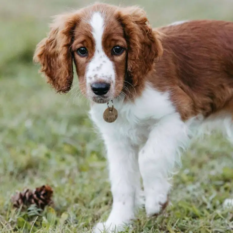 15 Photos Of Welsh Springer Spaniel Puppies That Will Melt Your Heart