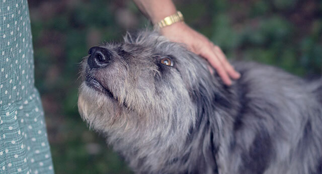 Why Do Dogs Like It When You Pat Their Head? - ilovedogscute.com