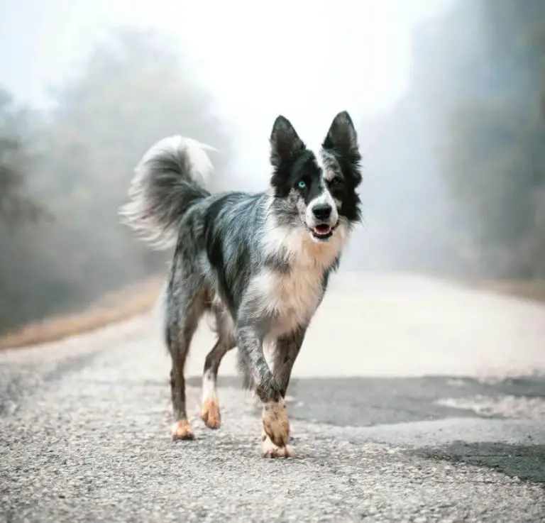 Why Do Dogs Wag Their Tails? - ilovedogscute.com