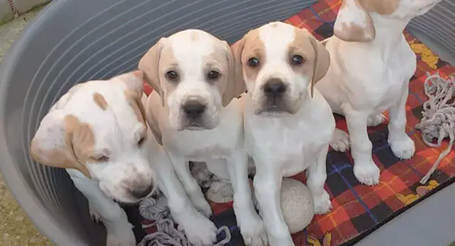 15 Photos Of Pointer Puppies That Make Everyone Fall In Love