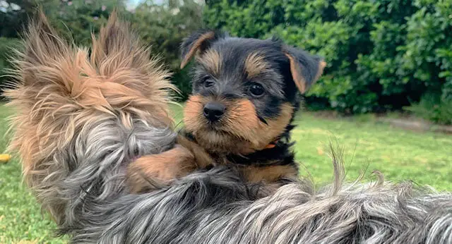 15 Photos Of Silky Terrier Puppies That Will Melt Your Heart