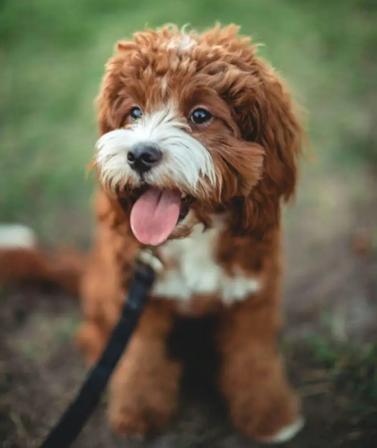 Do Dogs Like When You Grab Their Face? - ilovedogscute.com