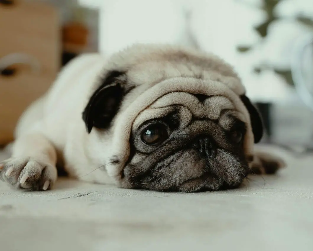 How Do Dogs Express Sadness? - ilovedogscute.com