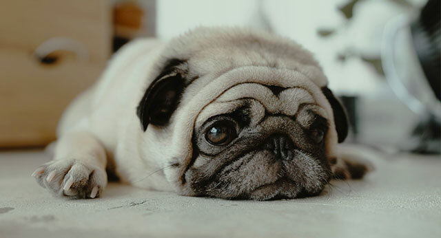 How Do Dogs Express Sadness? - ilovedogscute.com