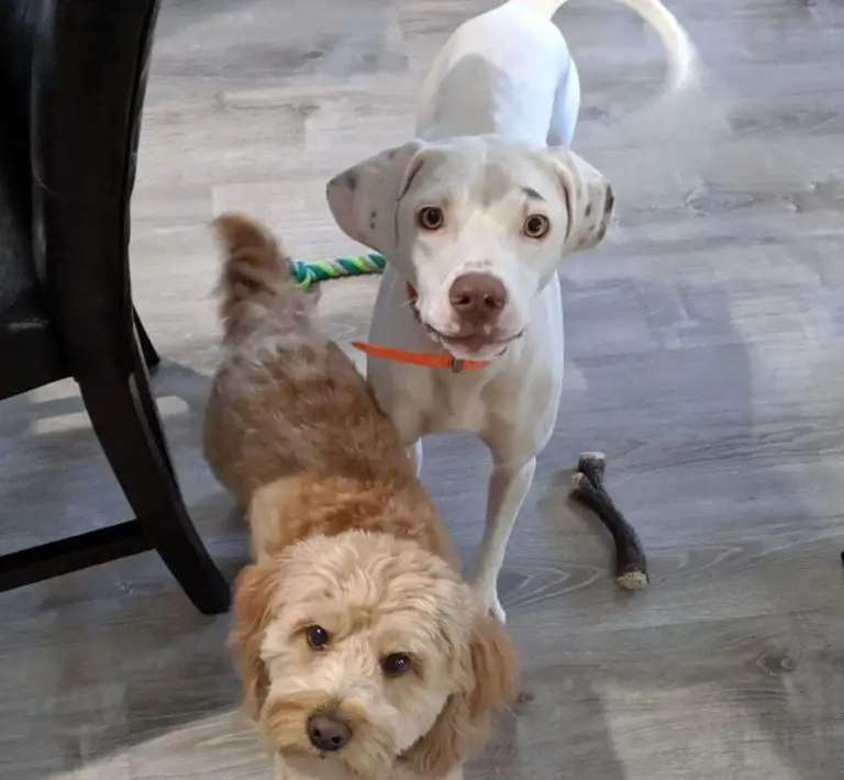 15 Photos Of Pointer Puppies That Make Everyone Fall In Love
