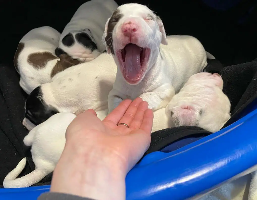 15 Photos Of Pointer Puppies That Make Everyone Fall In Love