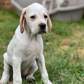 15 Photos Of Pointer Puppies That Make Everyone Fall In Love
