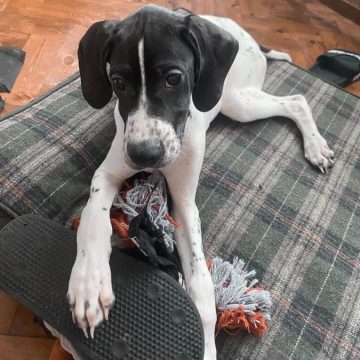 15 Photos Of Pointer Puppies That Make Everyone Fall In Love