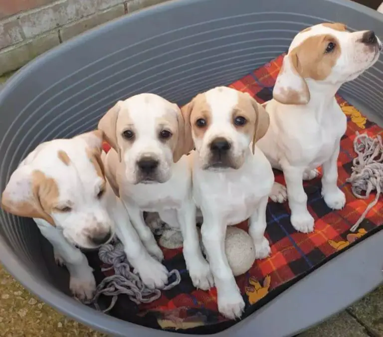 15 Photos Of Pointer Puppies That Make Everyone Fall In Love