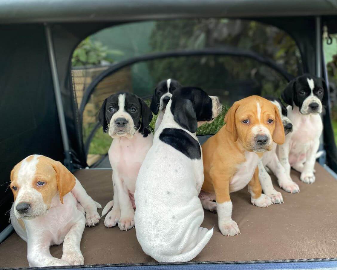 15 Photos Of Pointer Puppies That Make Everyone Fall In Love