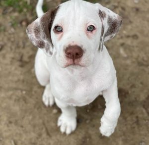 15 Photos Of Pointer Puppies That Make Everyone Fall In Love